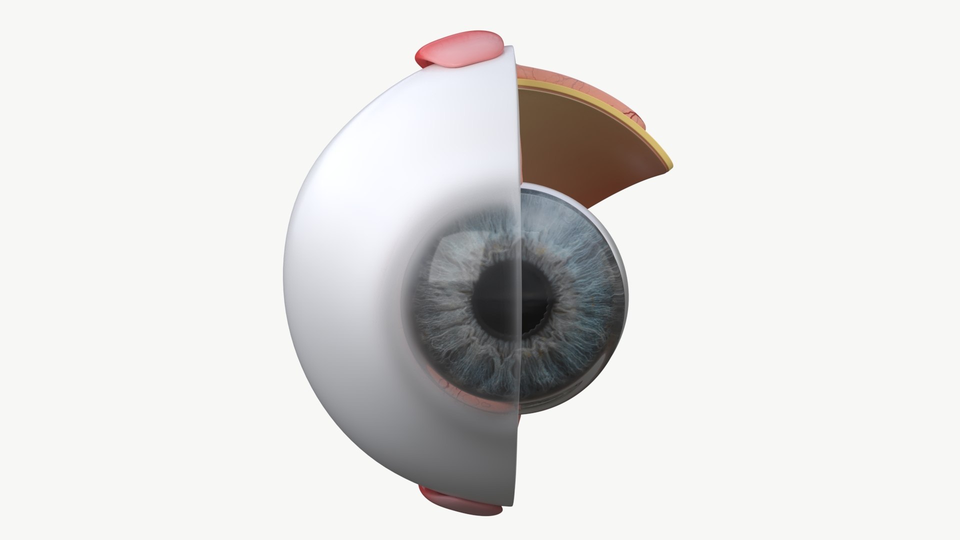 Eye Anatomy 3D Model - TurboSquid 1973693