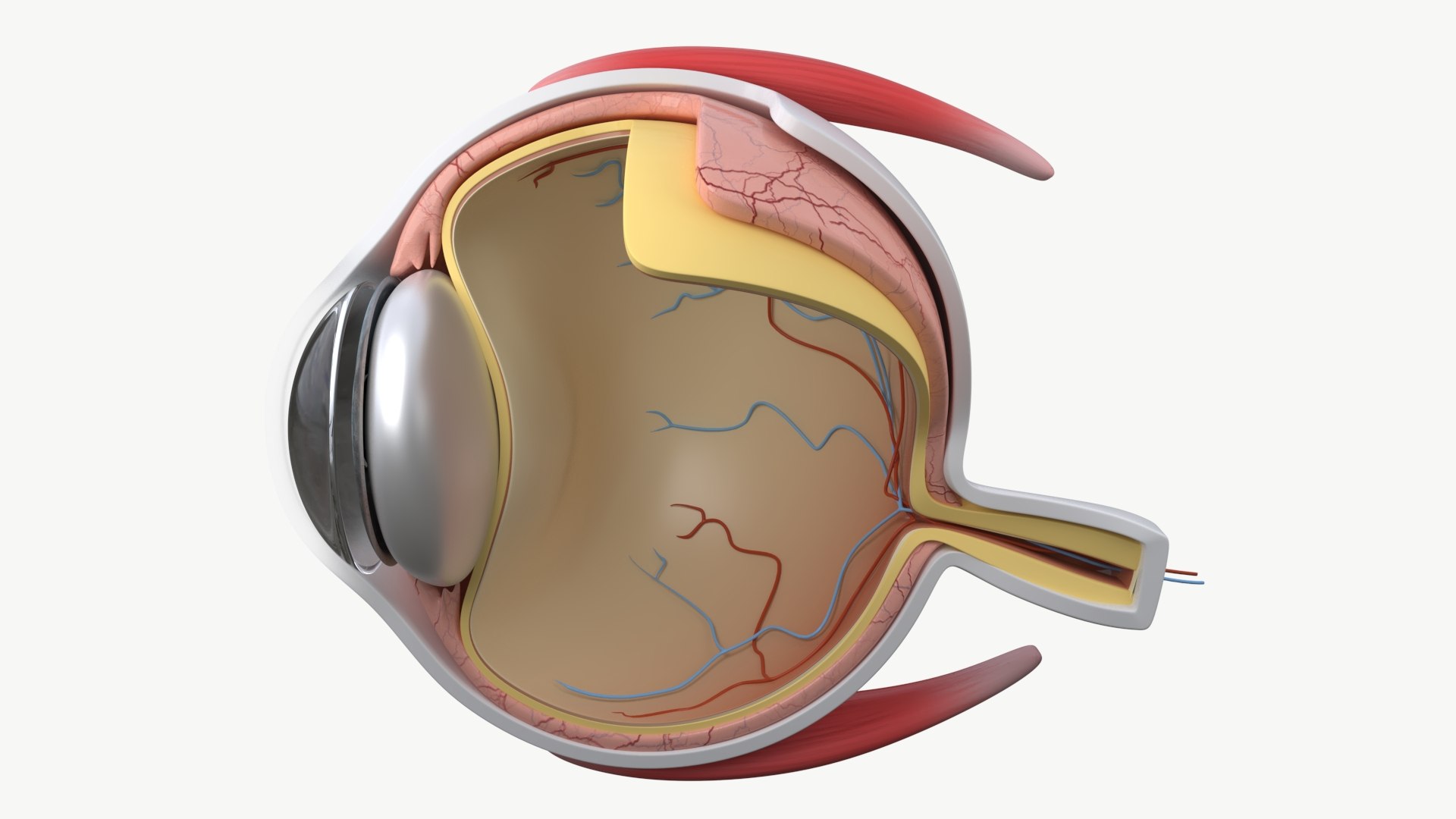 Eye Anatomy 3D Model - TurboSquid 1973693