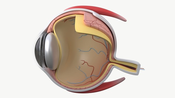 modelo 3d Anatomía del ojo - TurboSquid 1973693