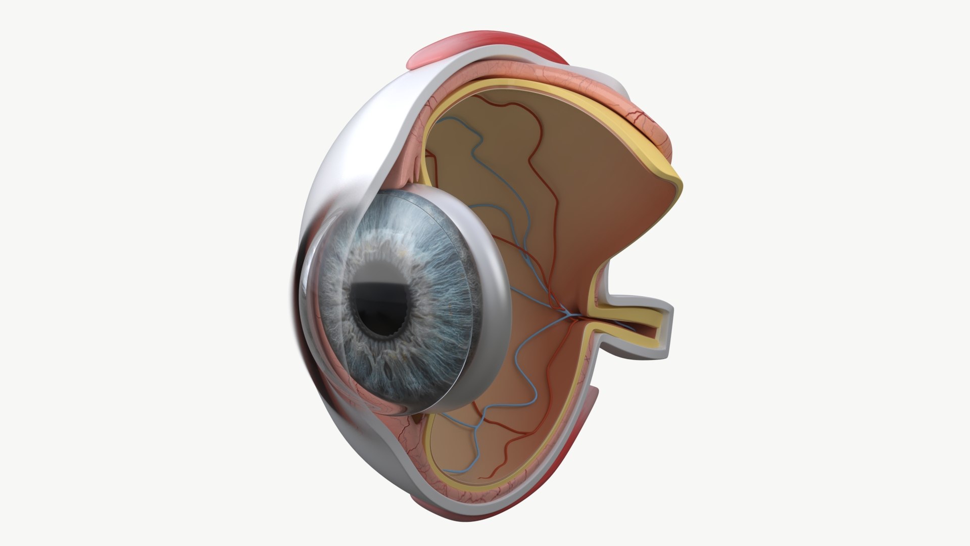 Eye Anatomy 3D Model - TurboSquid 1973693