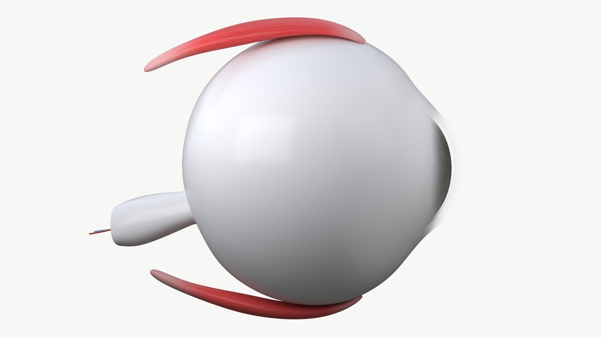 Eye Anatomy 3D Model - TurboSquid 1973693