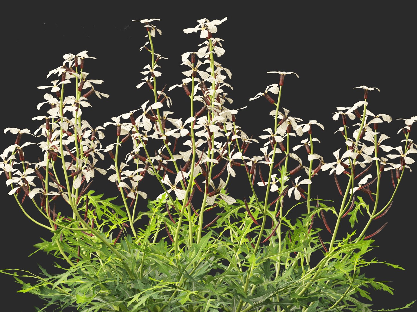 3D Eruca vesicaria - Arugula - TurboSquid 2141118