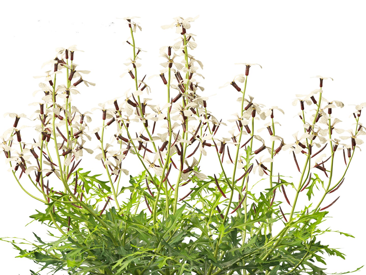 3D Eruca vesicaria - Arugula - TurboSquid 2141118
