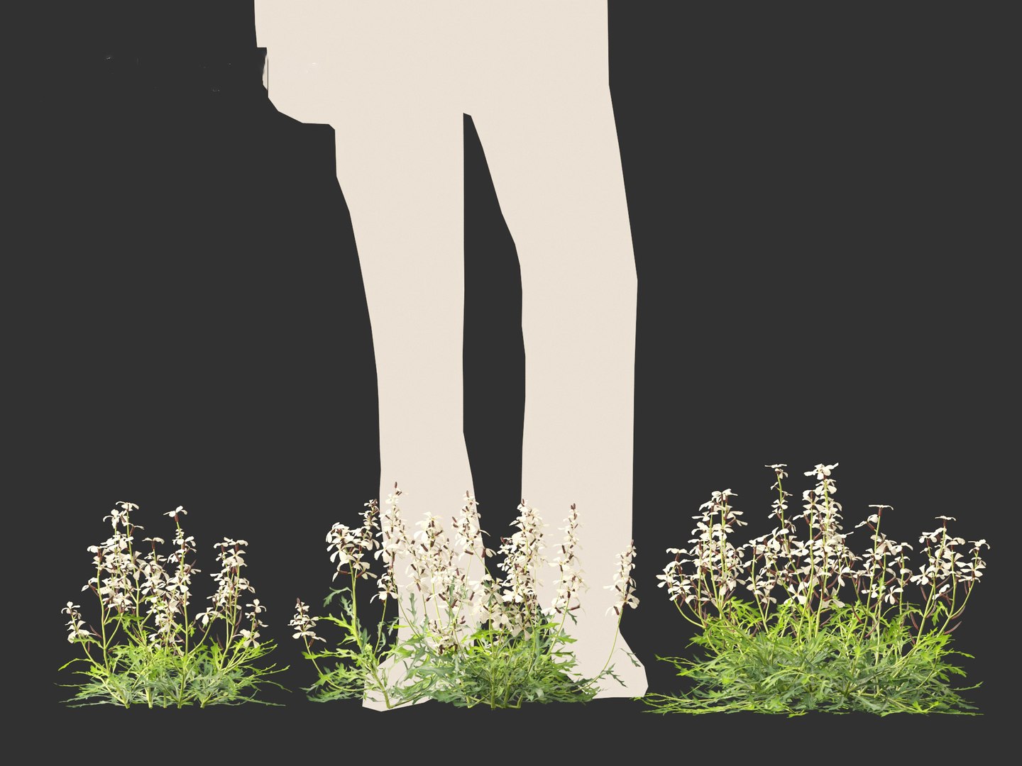 3D Eruca vesicaria - Arugula - TurboSquid 2141118