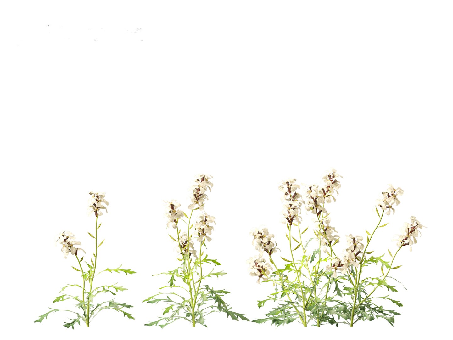 3D Eruca vesicaria - Arugula - TurboSquid 2141118