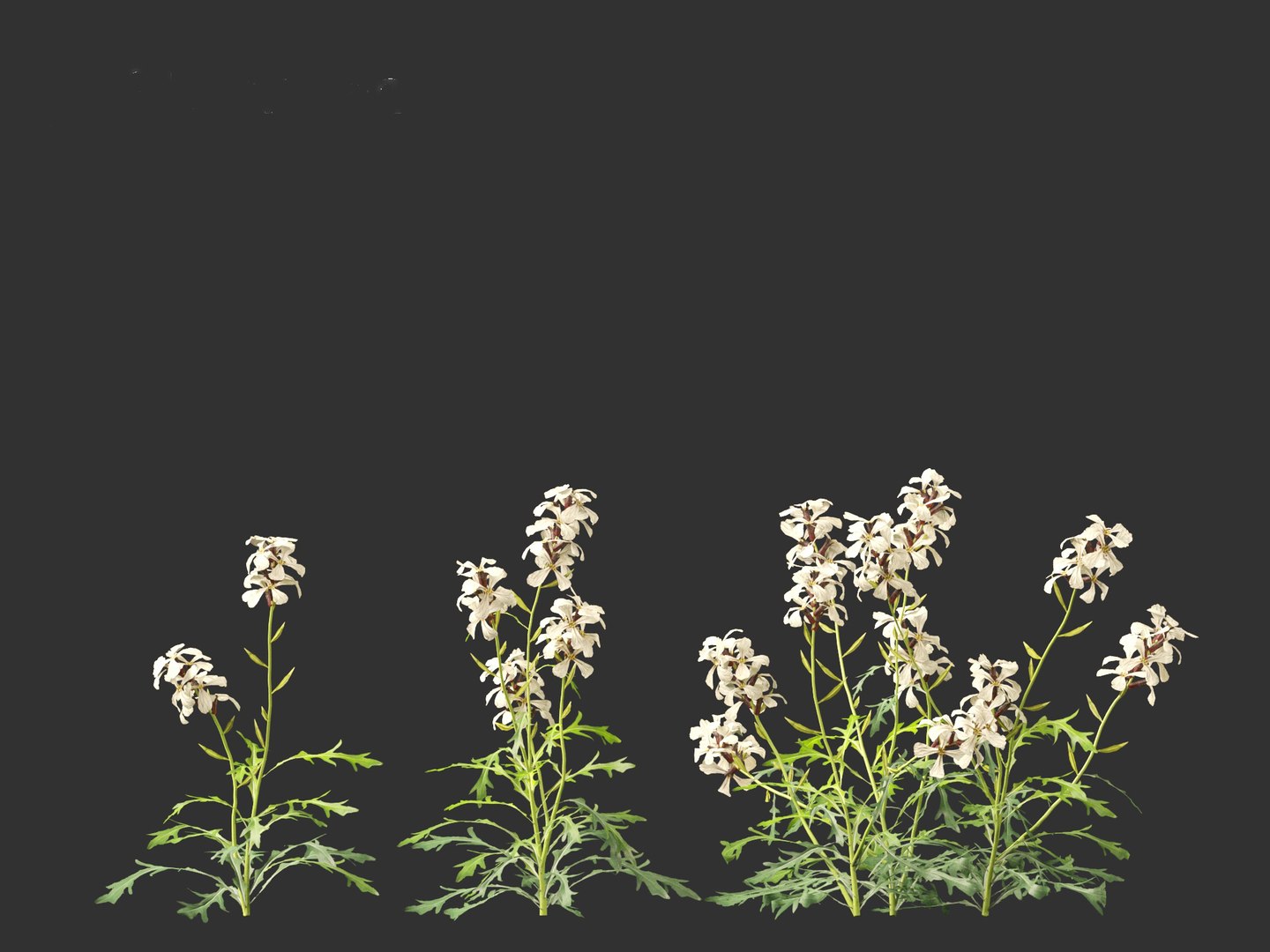 3D Eruca vesicaria - Arugula - TurboSquid 2141118