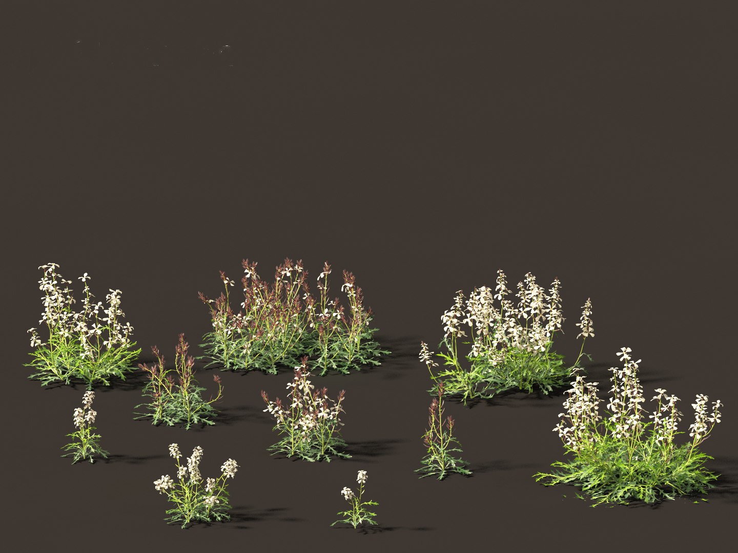 3D Eruca vesicaria - Arugula - TurboSquid 2141118