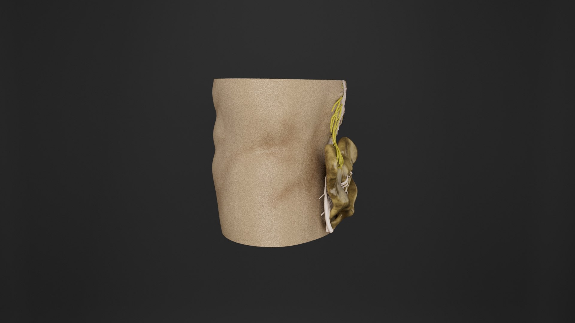 Human Anatomy-Lumbar Plexus 3D Model - TurboSquid 2218434