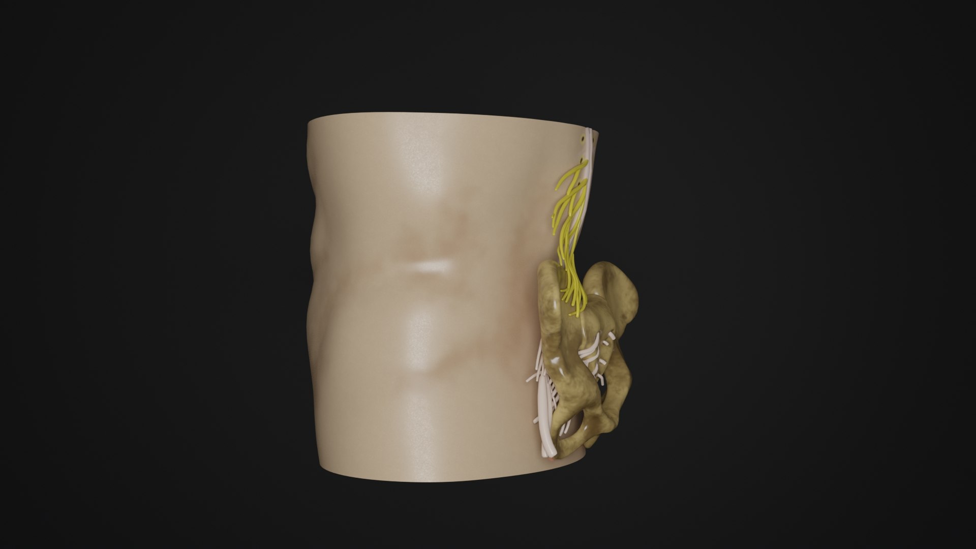 Human Anatomy-Lumbar Plexus 3D Model - TurboSquid 2218434