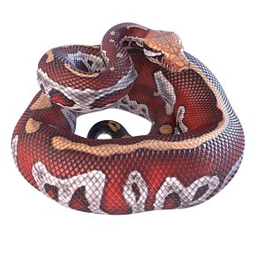 Download Free & Premium Animal Python 3d Modeling 3D Models | TurboSquid