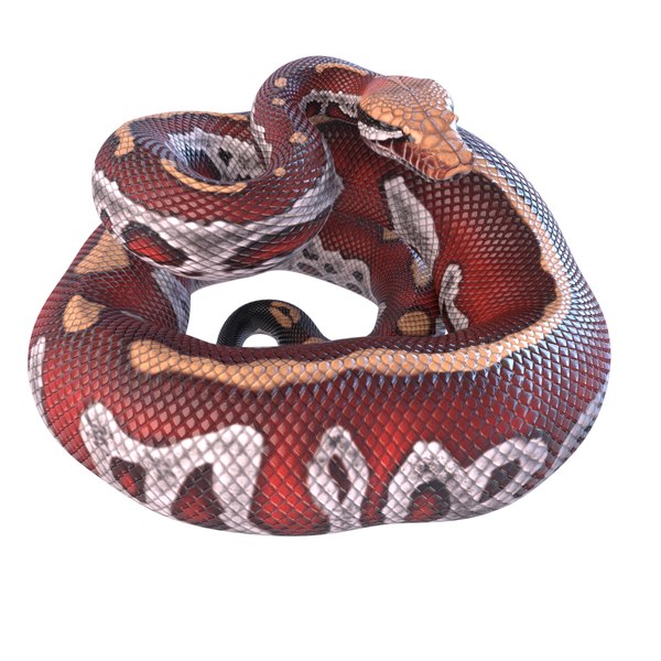 Burmese python animation 3D model - TurboSquid 1264730