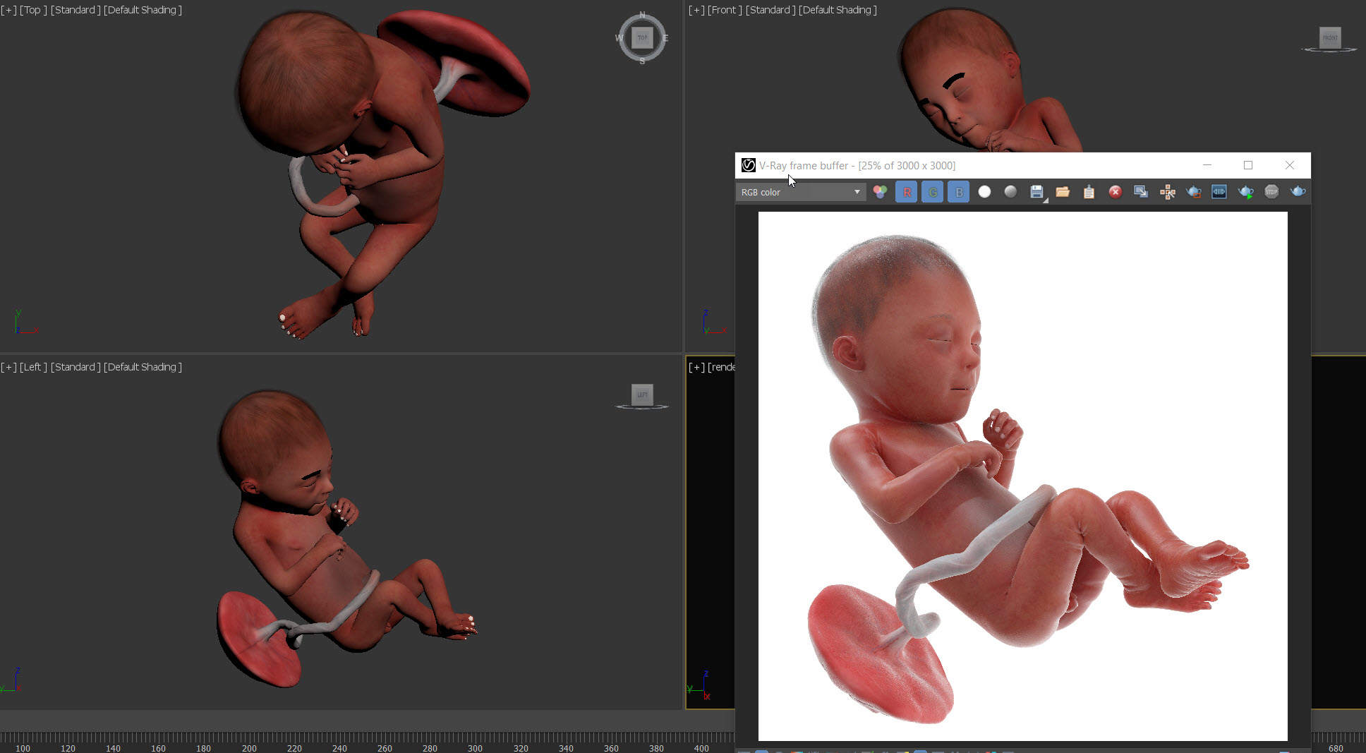 3D model Fetus Week 23 Animated - TurboSquid 1855663