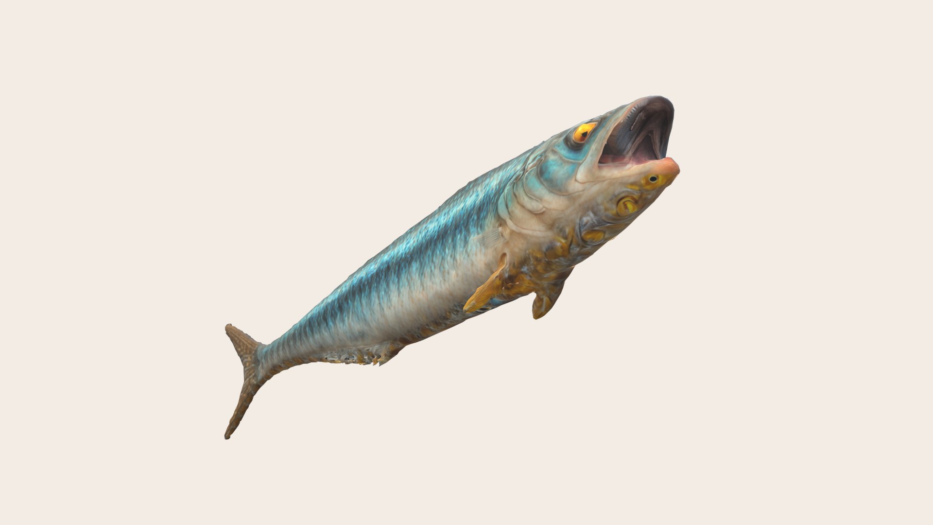 3D Sardine Lanternfish - TurboSquid 2305544