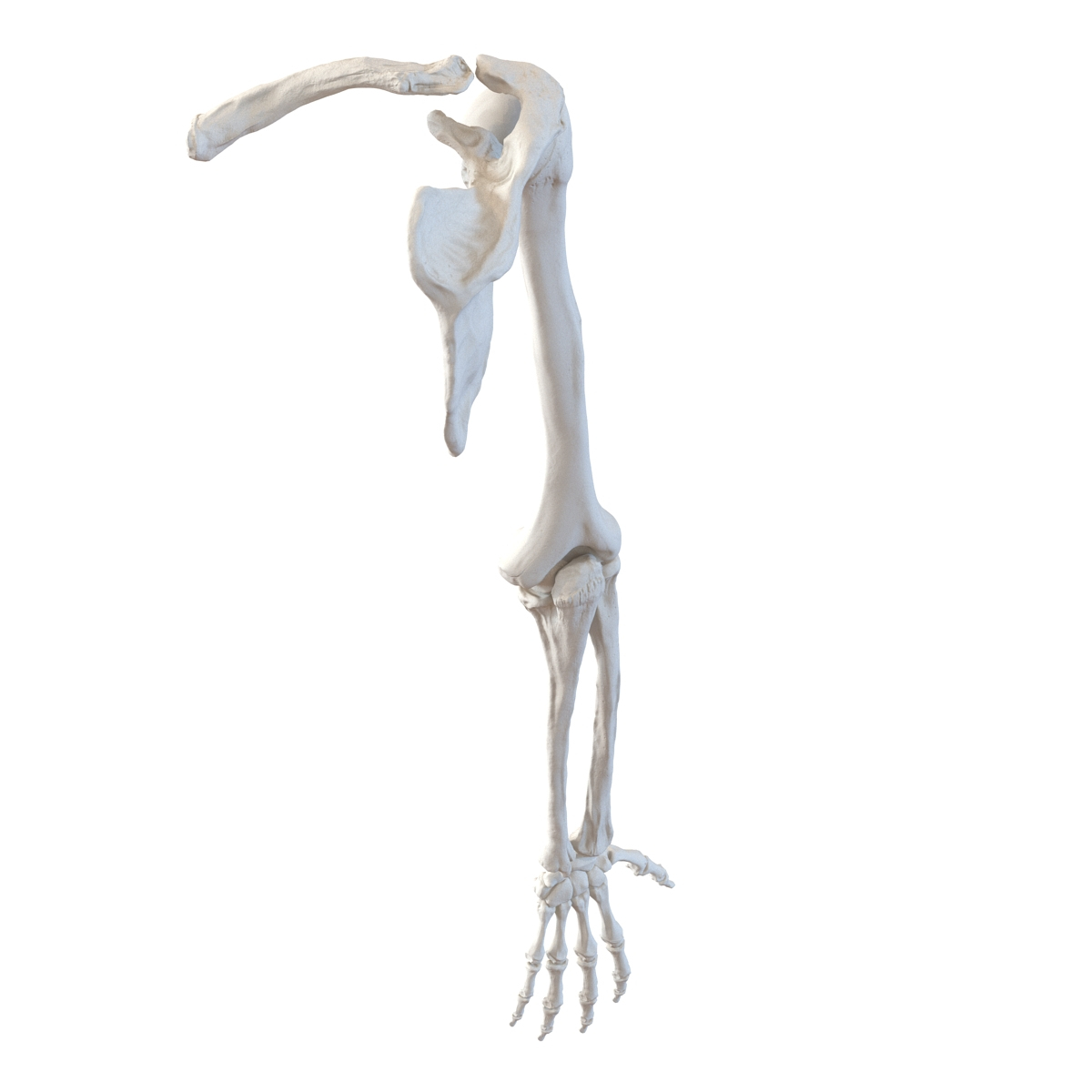 human arm bones 3d model