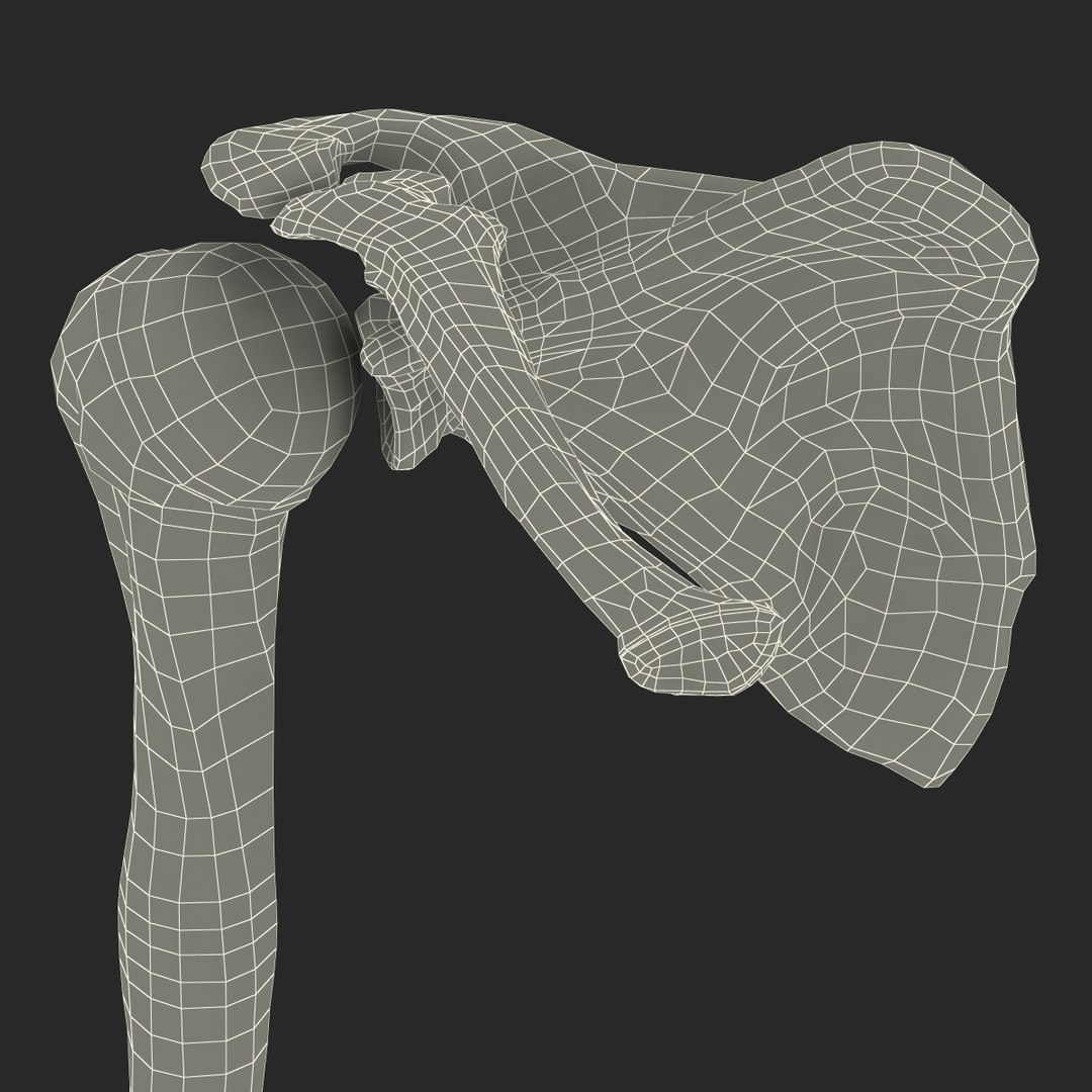 human arm bones 3d model