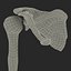 Human Arm Bones 3d Model