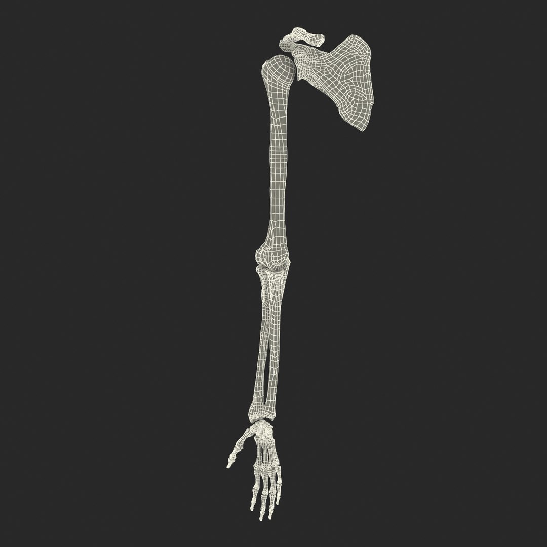 human arm bones 3d model