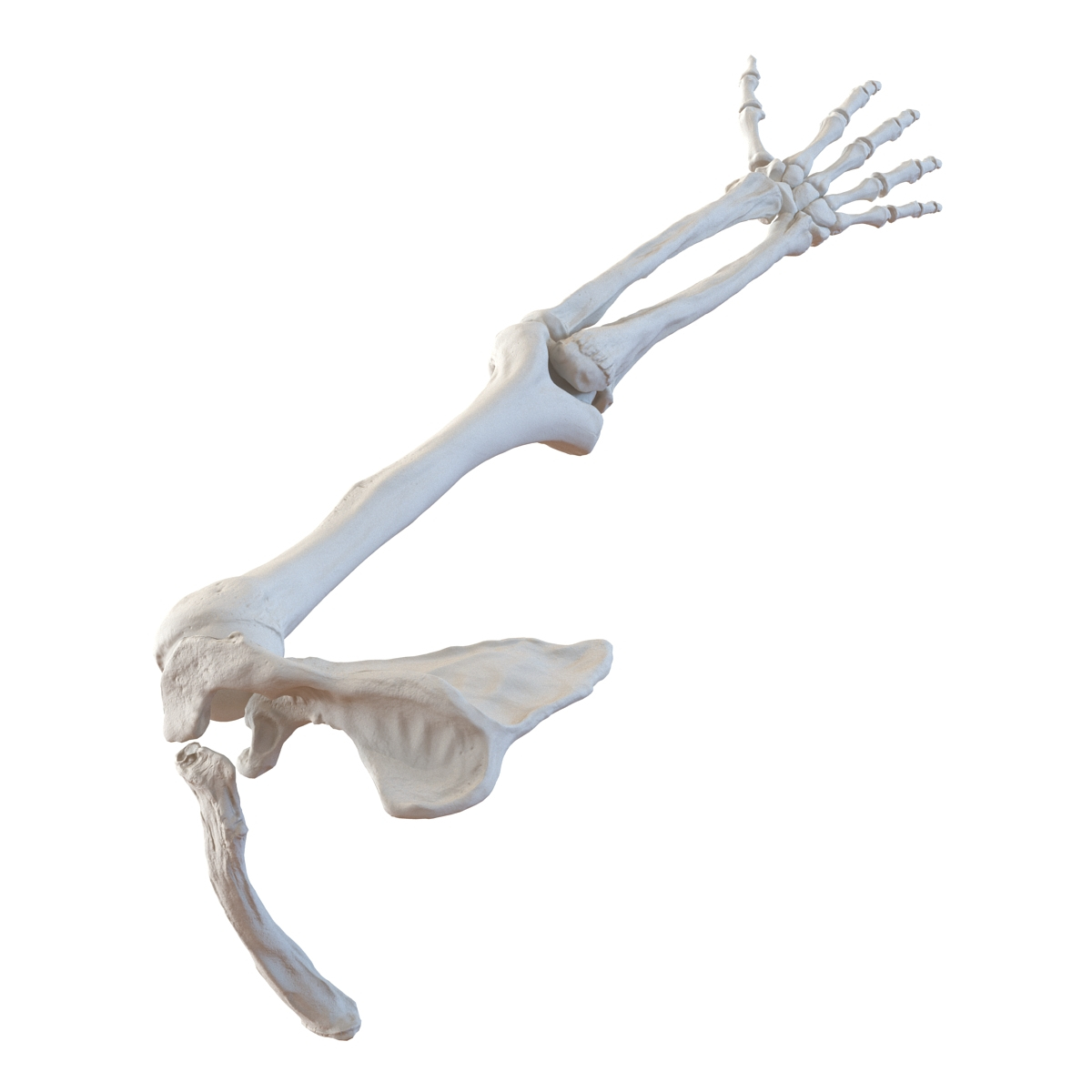 human arm bones 3d model