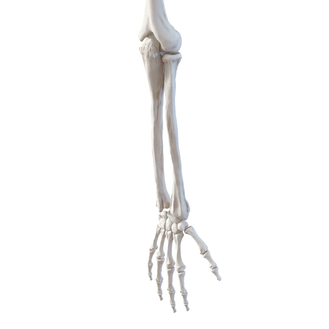 human arm bones 3d model
