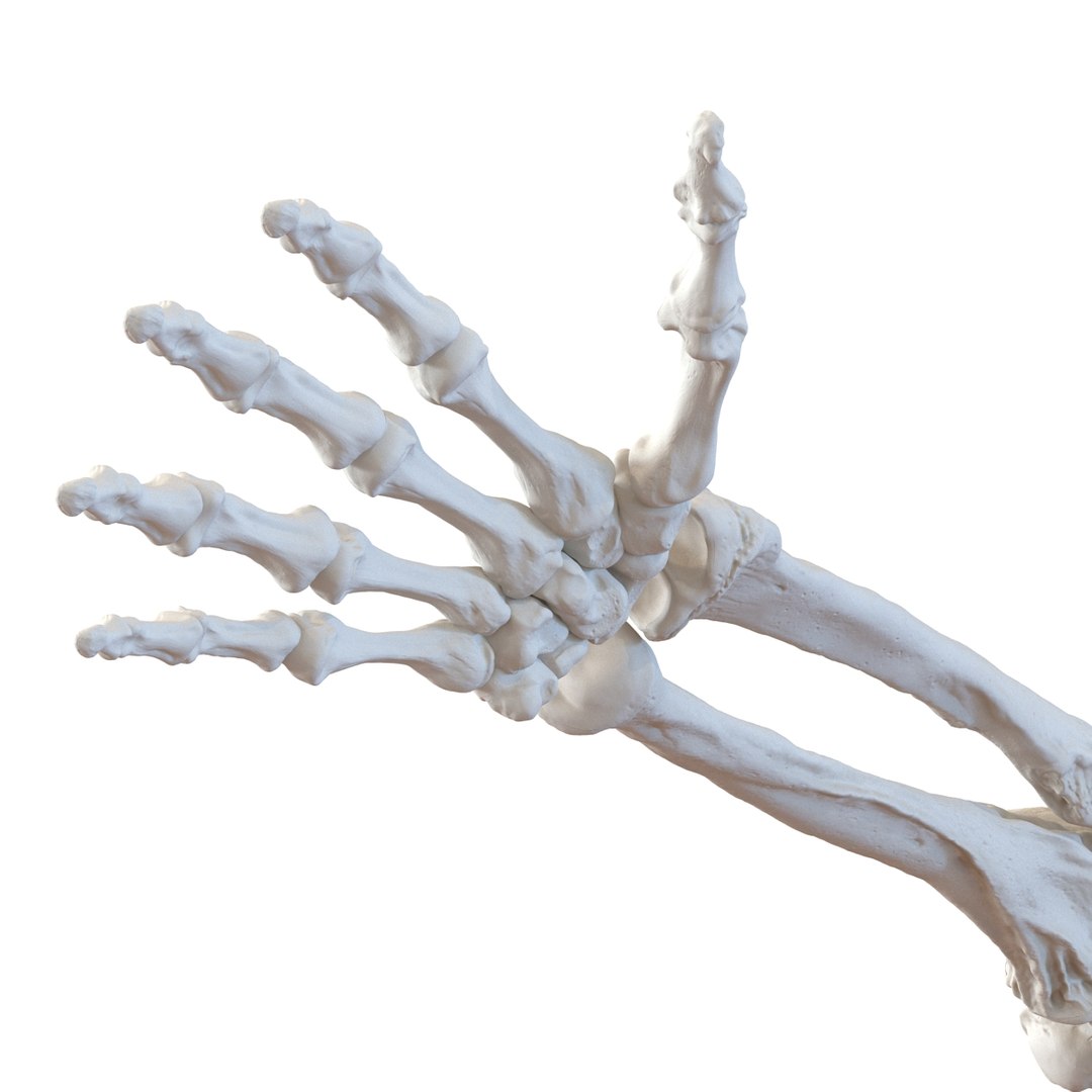 human arm bones 3d model