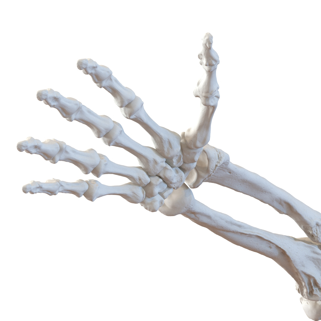 human arm bones 3d model