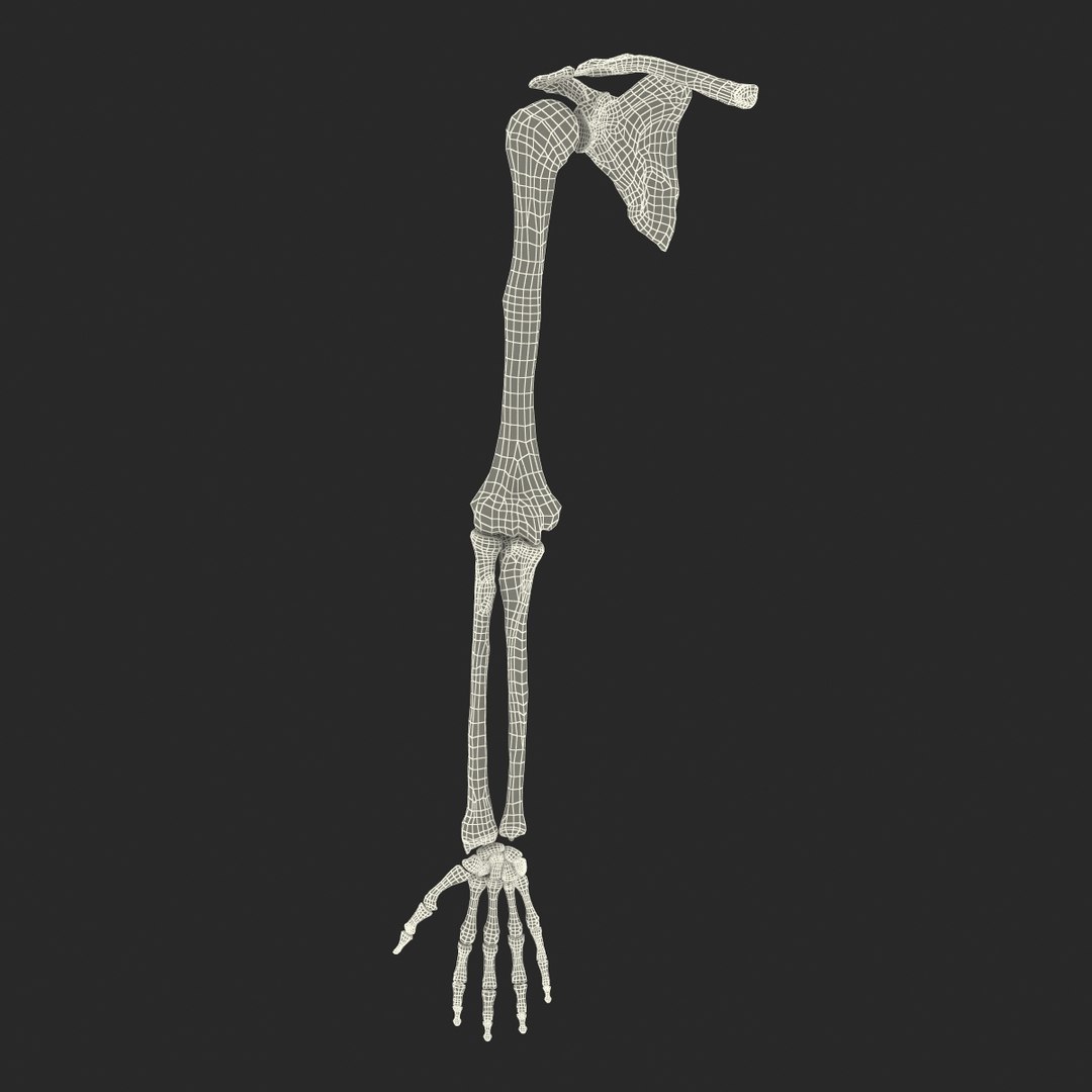 human arm bones 3d model