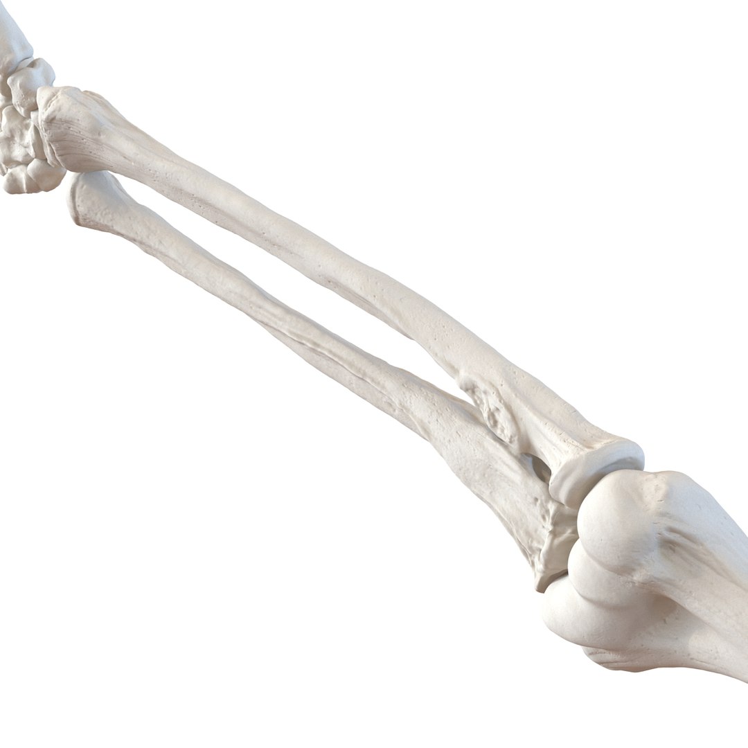 human arm bones 3d model