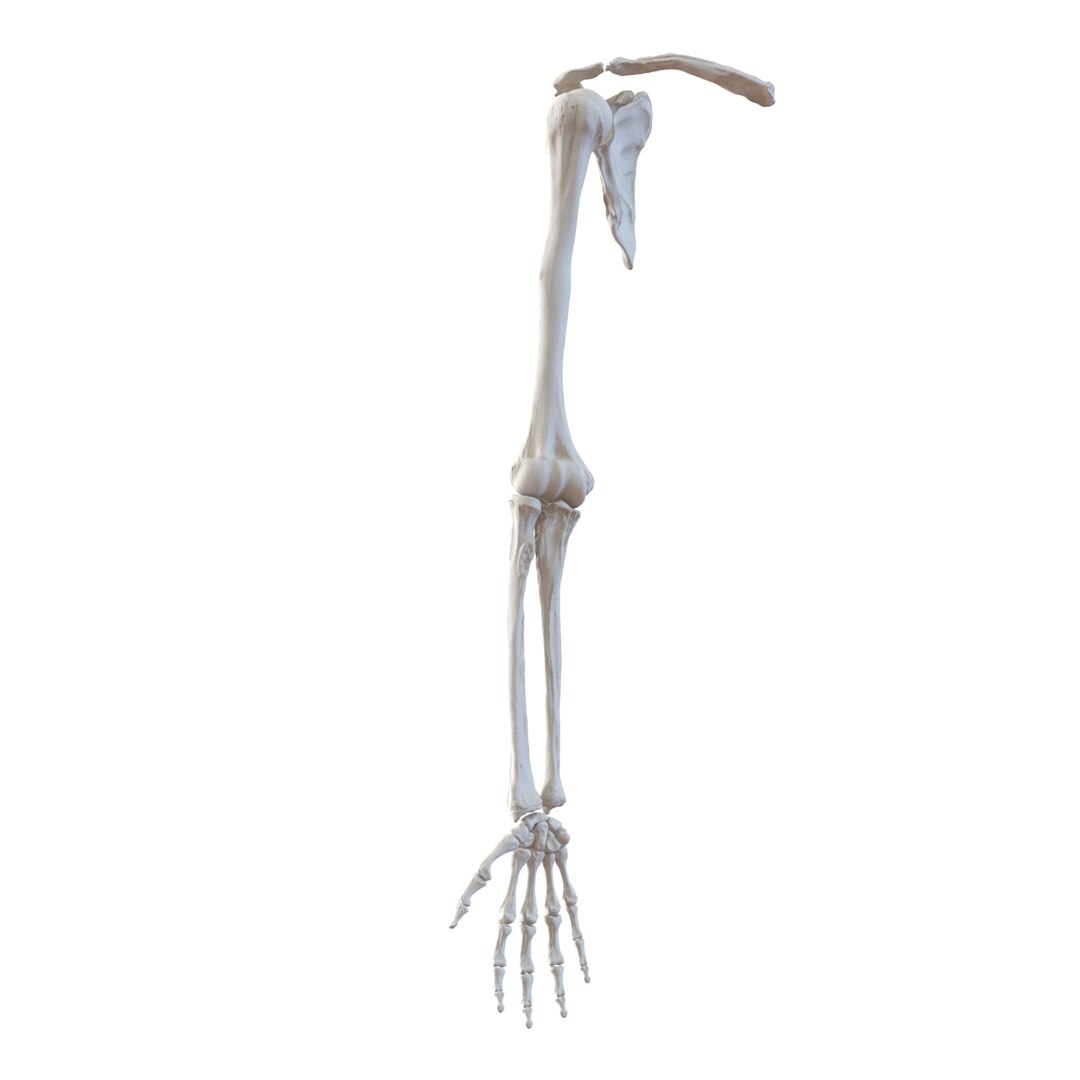 human arm bones 3d model