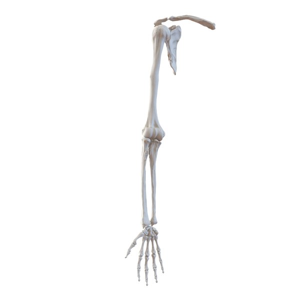 human arm bones 3d model