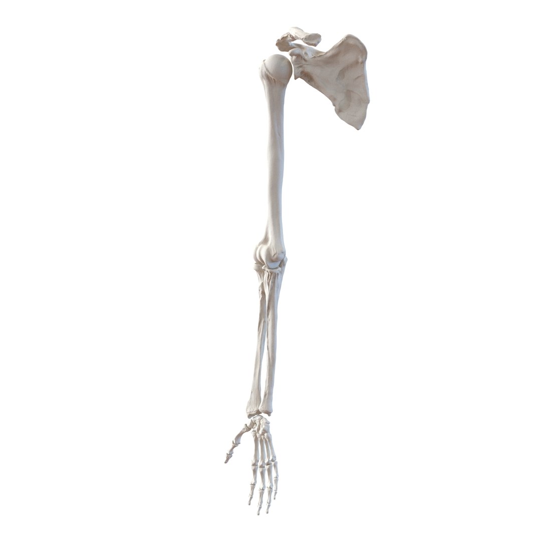 human arm bones 3d model