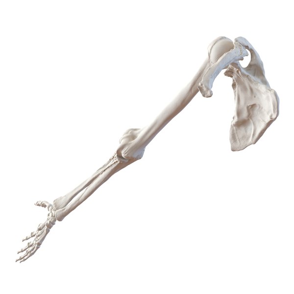 human arm bones 3d model
