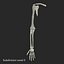 Human Arm Bones 3d Model
