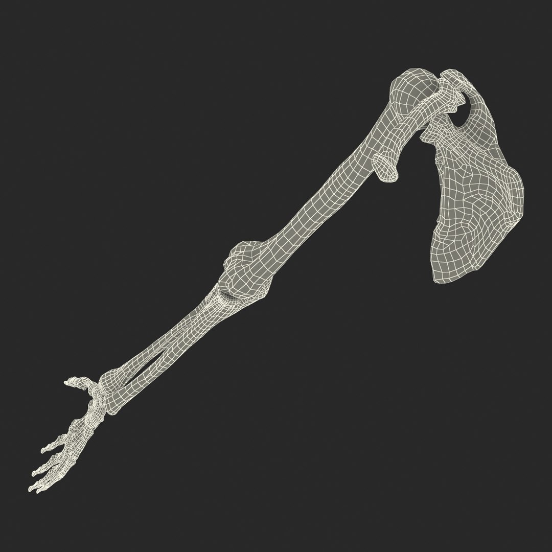 human arm bones 3d model