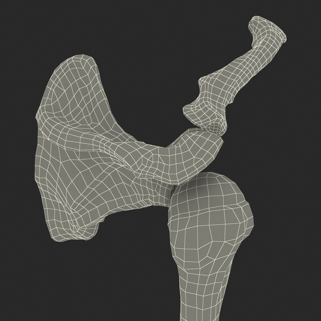 human arm bones 3d model