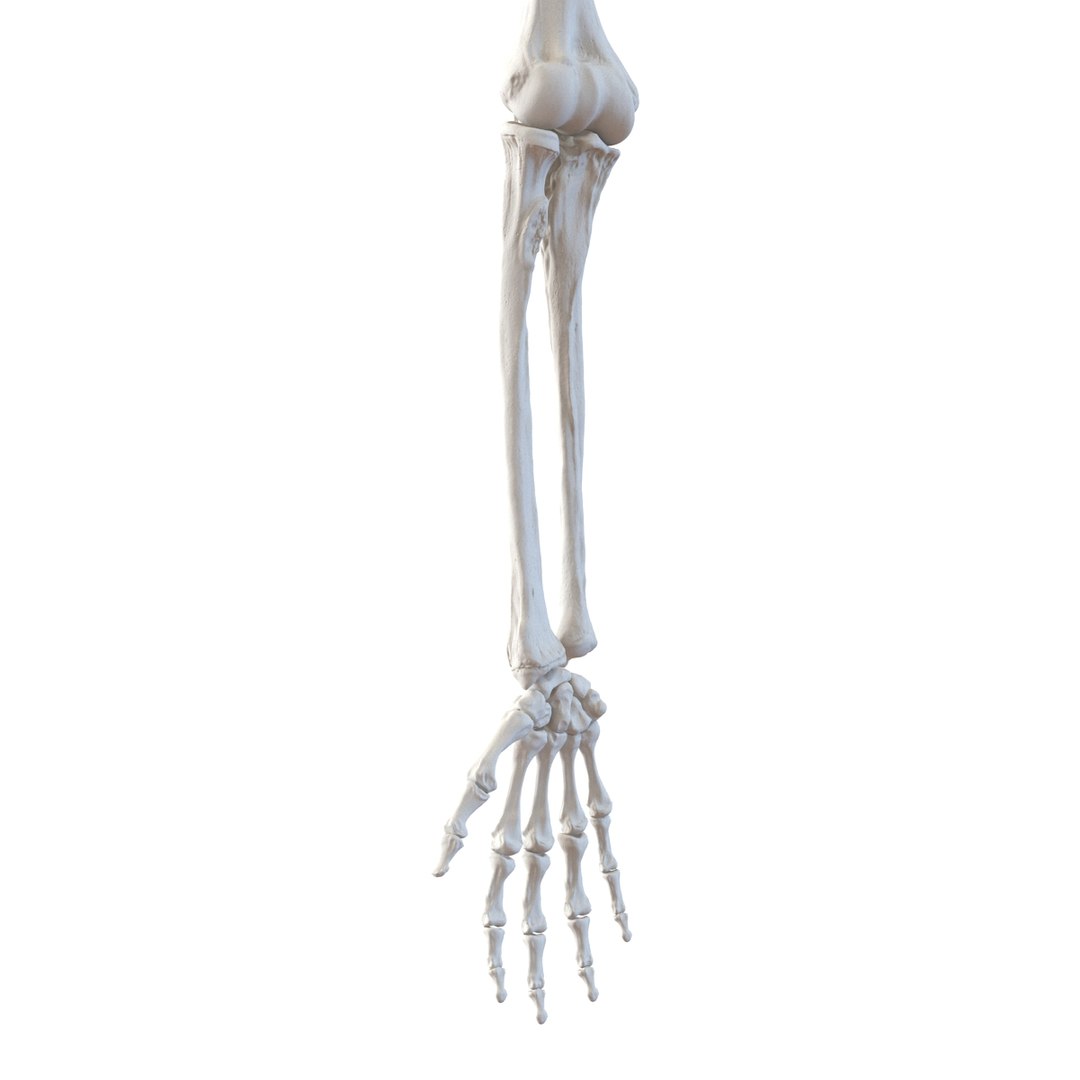 human arm bones 3d model