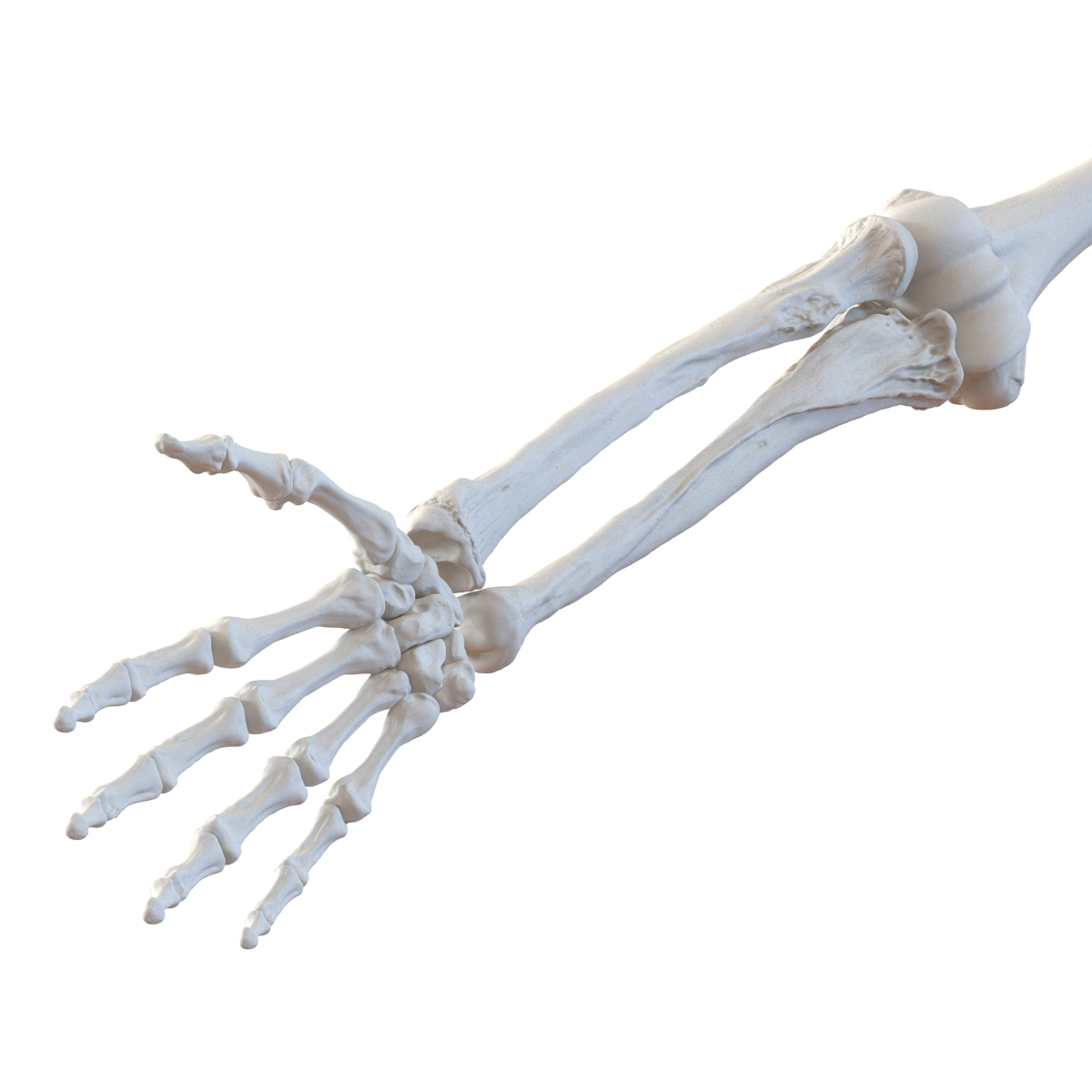 human arm bones 3d model