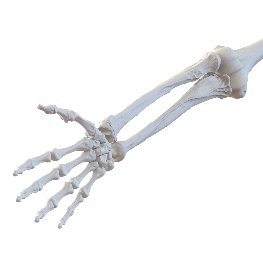 human arm bones 3d model