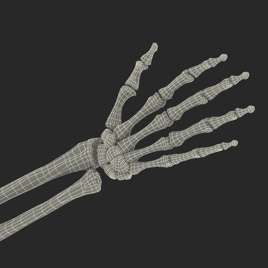 human arm bones 3d model