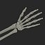 Human Arm Bones 3d Model