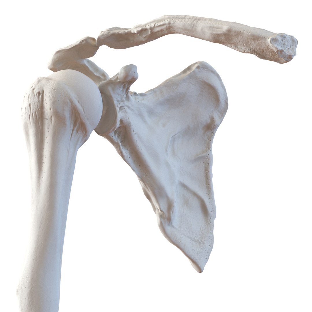 human arm bones 3d model