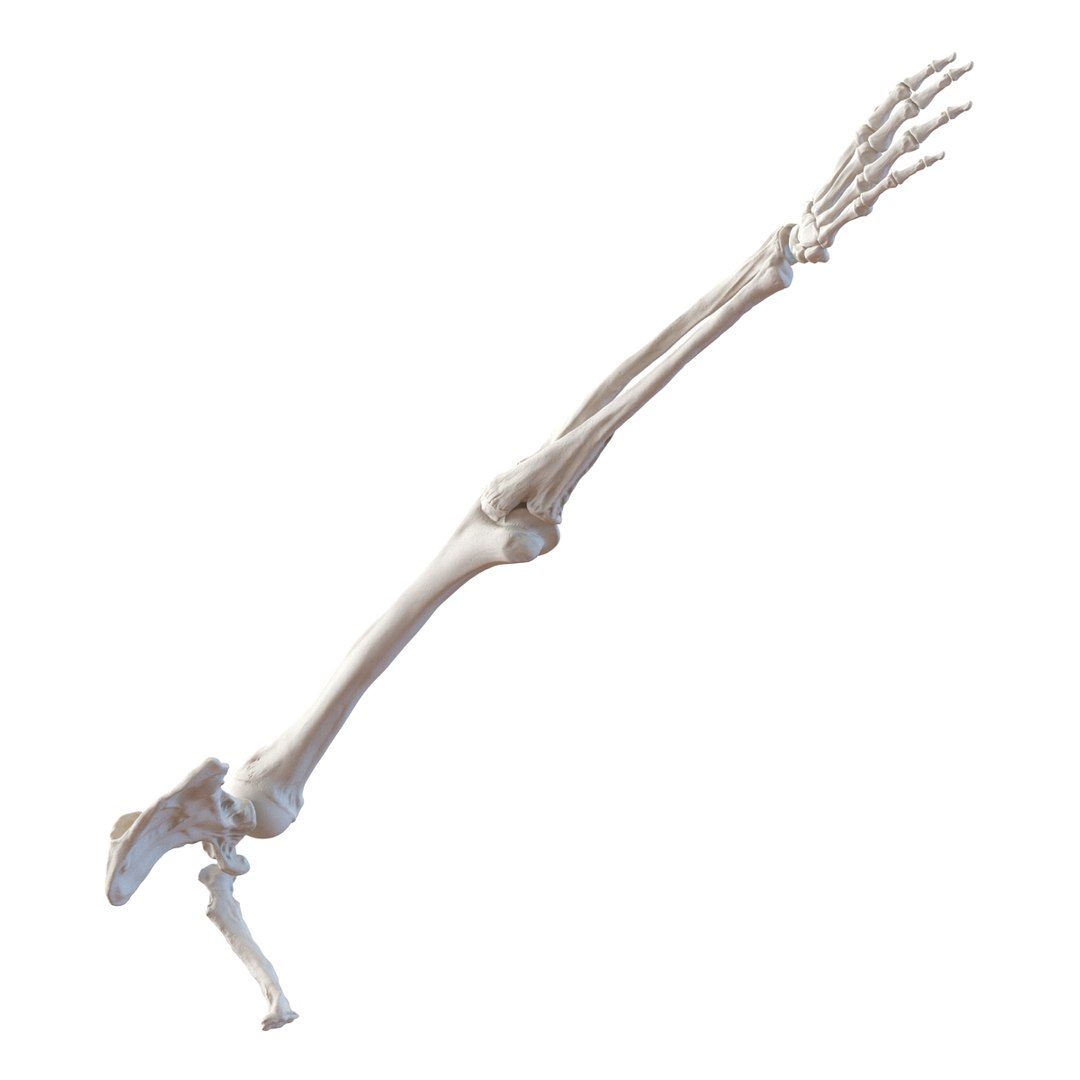 human arm bones 3d model