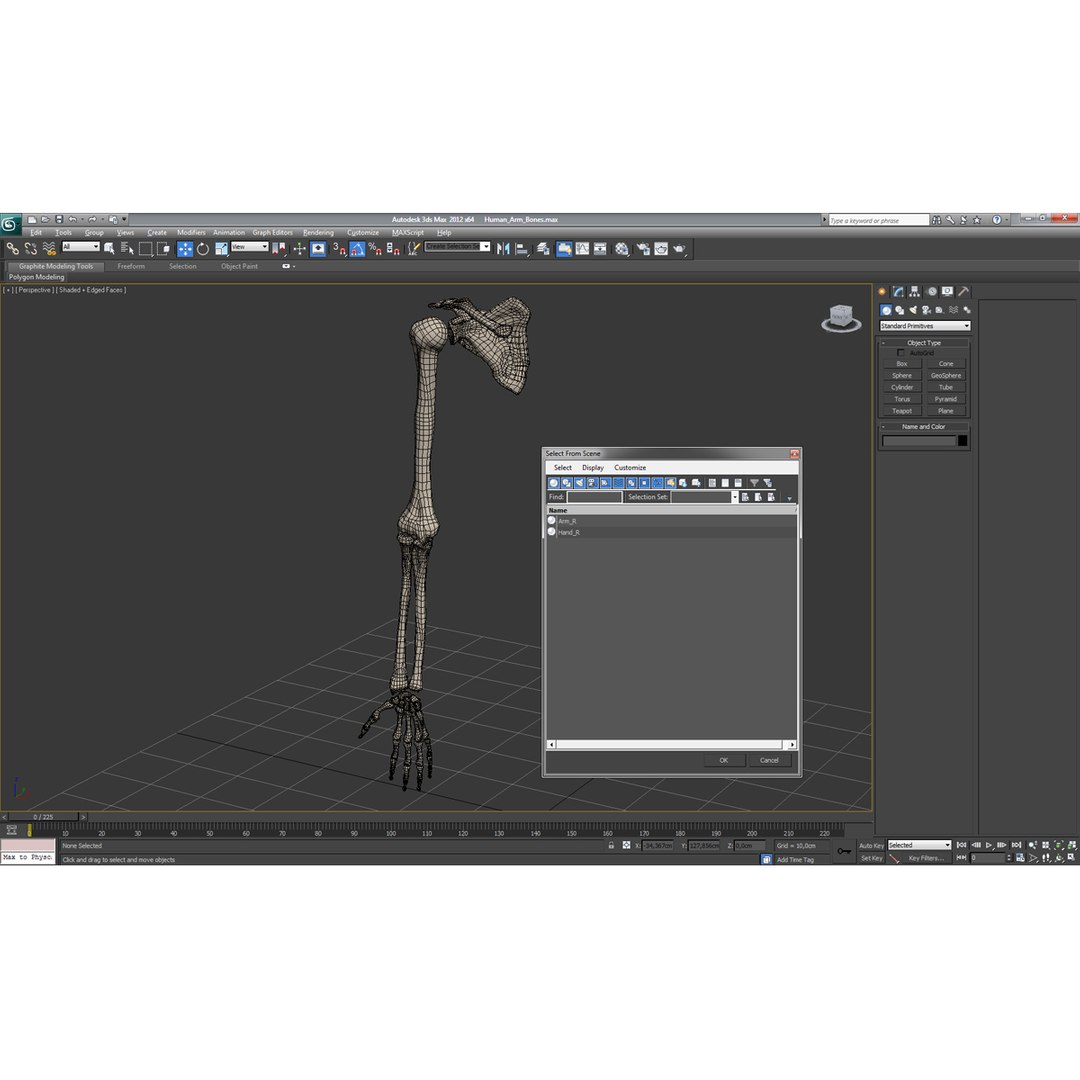 human arm bones 3d model
