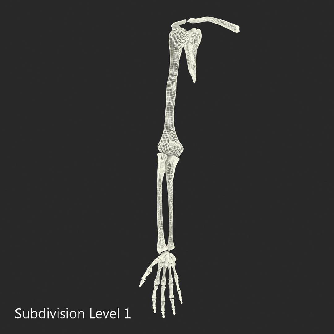 human arm bones 3d model