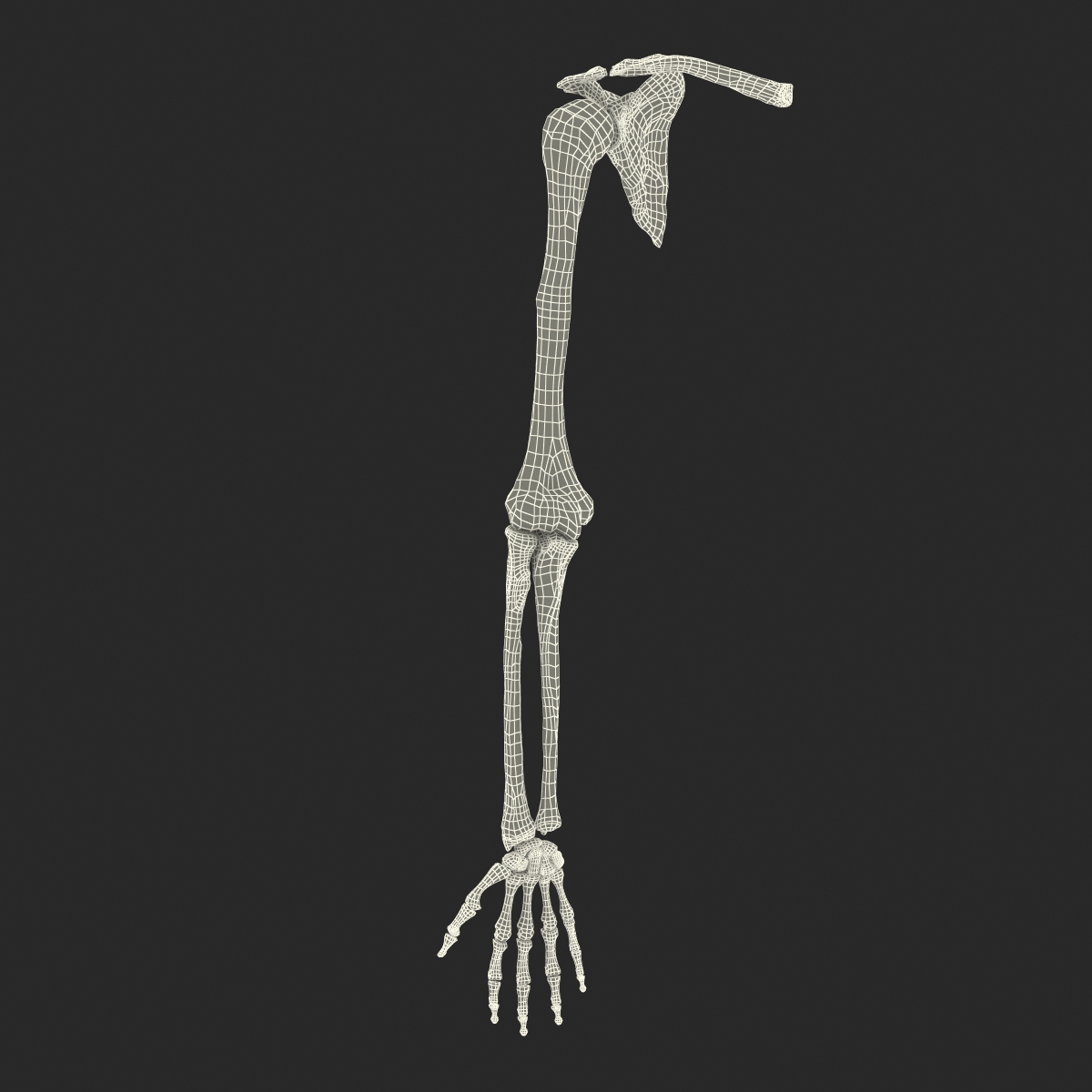 human arm bones 3d model