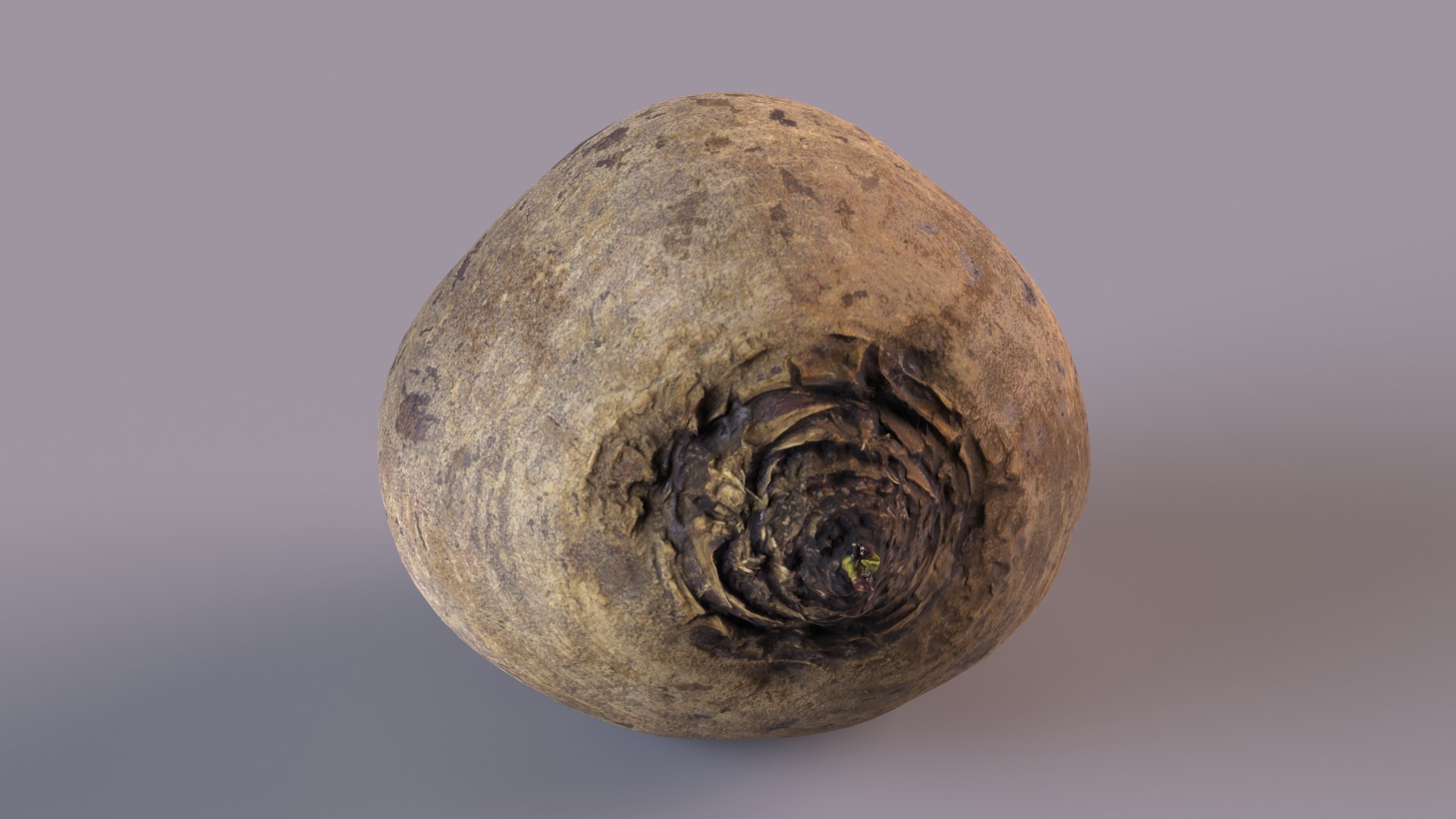 Beetroot 3D model - TurboSquid 1811306