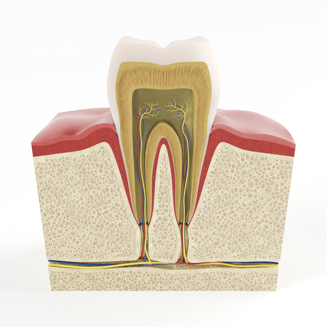 3D Tooth Structure Model - TurboSquid 1219377