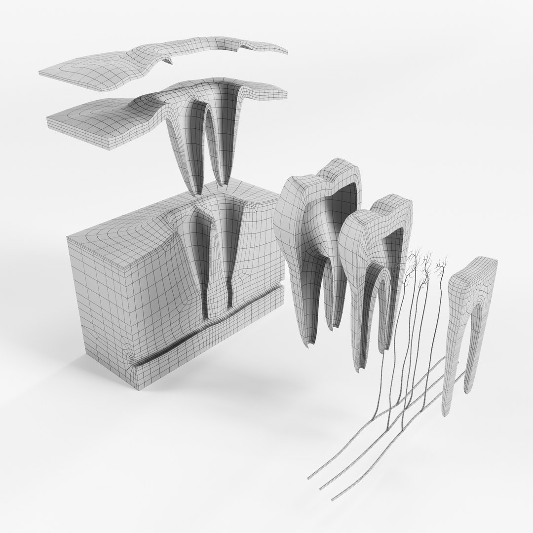 3D Tooth Structure Model - TurboSquid 1219377
