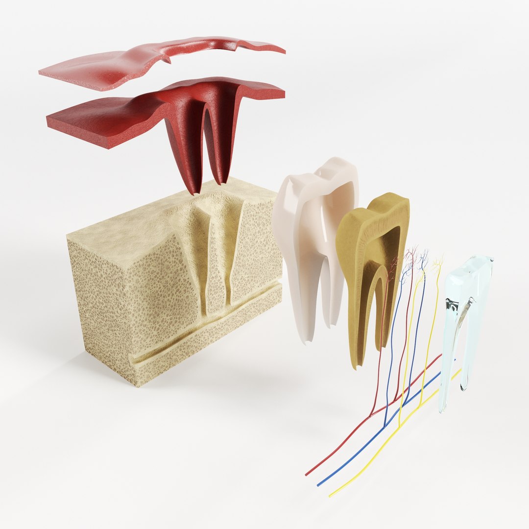 3D Tooth Structure Model - TurboSquid 1219377