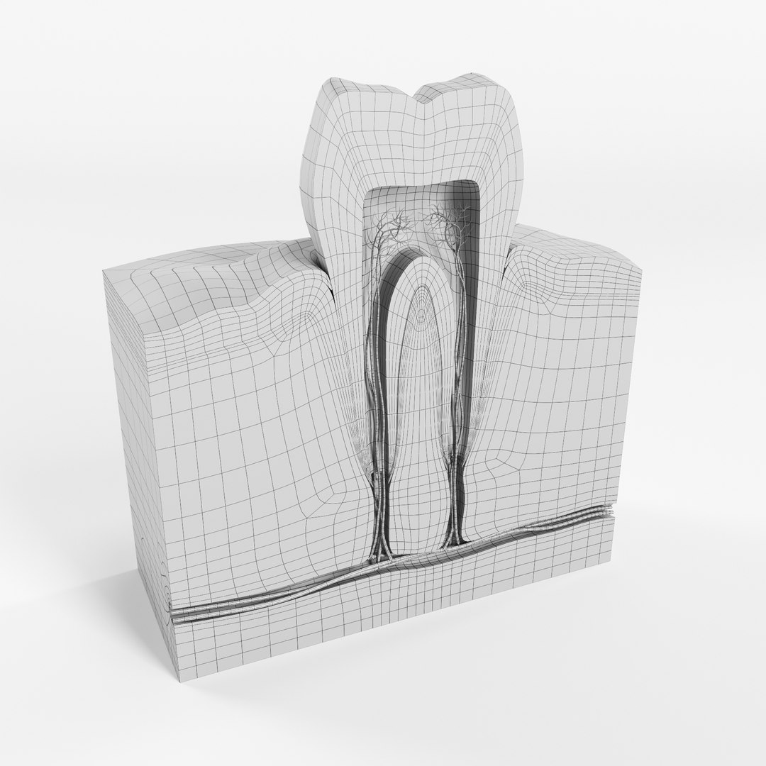 3D Tooth Structure Model - TurboSquid 1219377