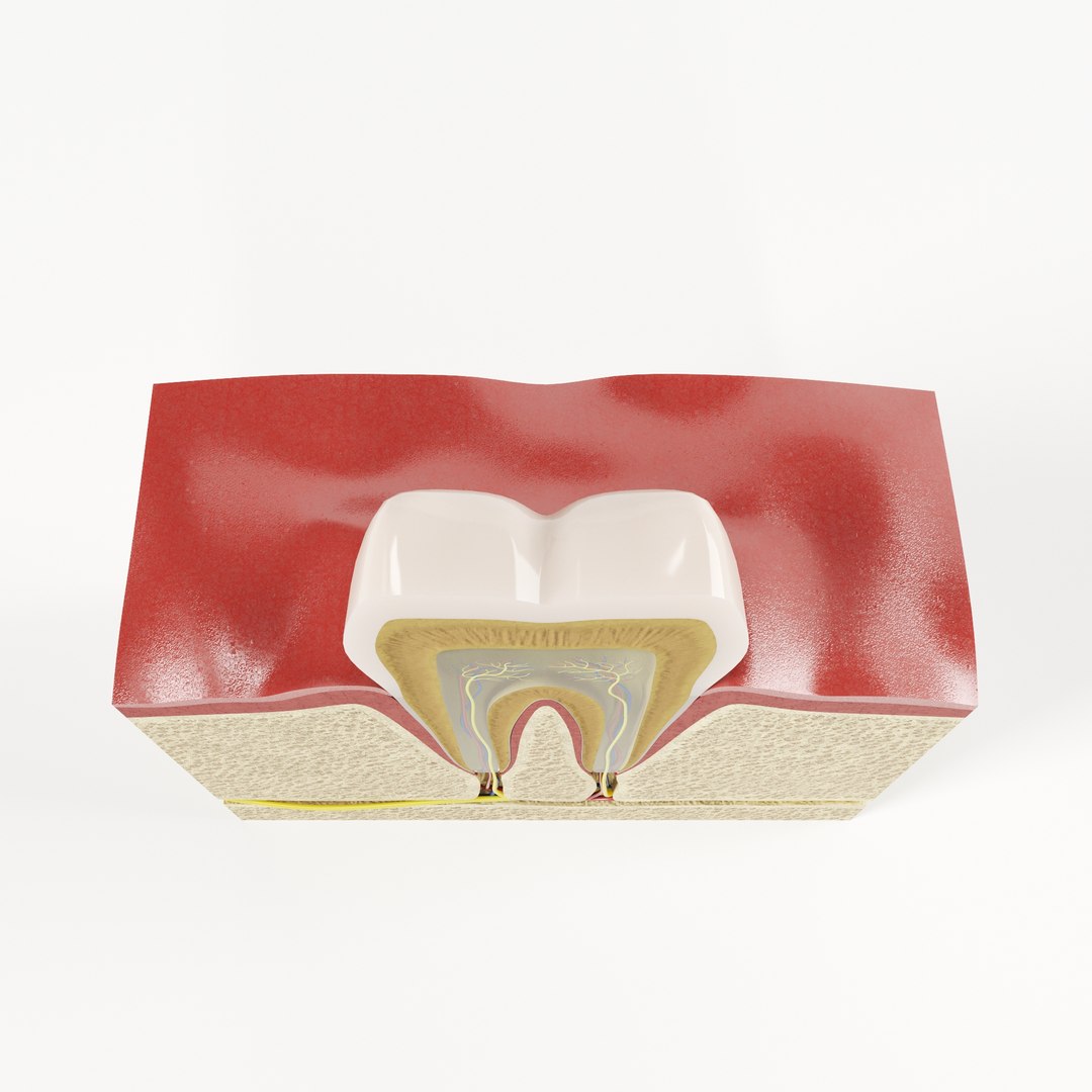 3D Tooth Structure Model - TurboSquid 1219377